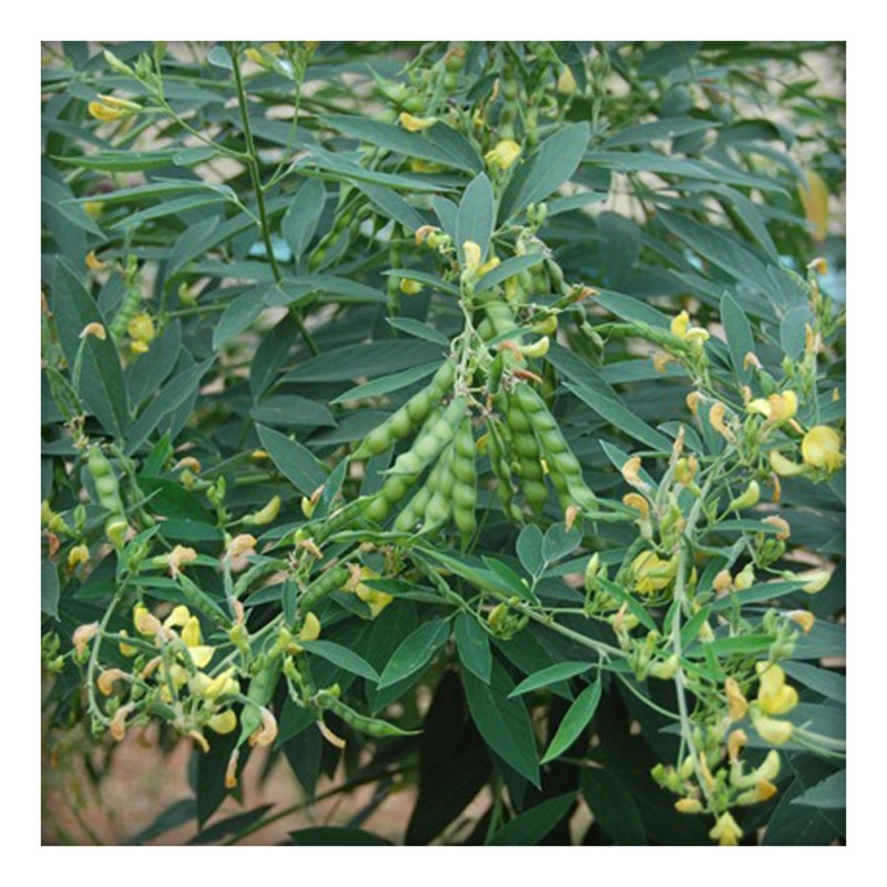 Unpolished Desi Arhar Dal (SplitRahar or Tur or Pigeon Pea)1kg - Buy ...